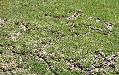 Vole Removal | Utah Wildlife Specialists