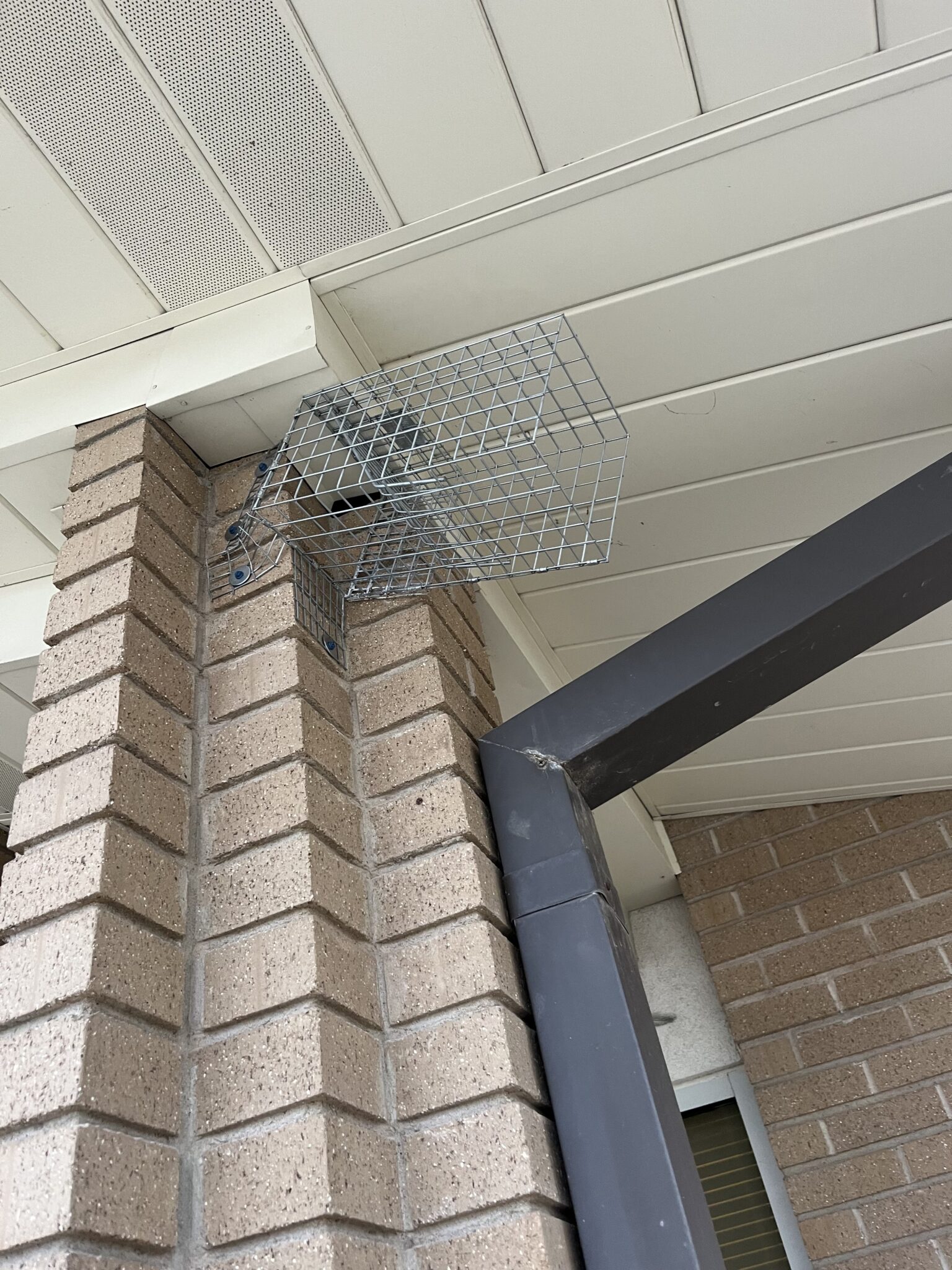 Midvale Squirrel Removal | Utah Wildlife Specialists